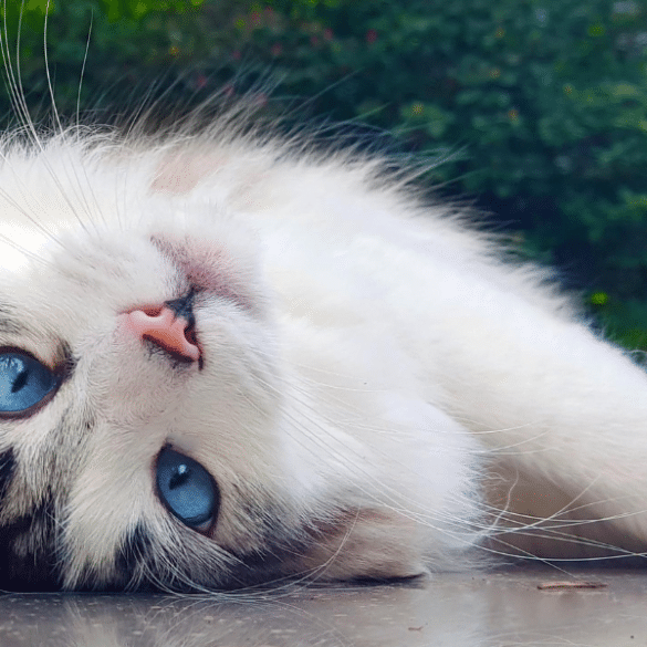 3 Southern Cats & Momma Are Here To Make You Smile