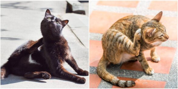 Feline Dermatitis: What It Is And How To Treat It