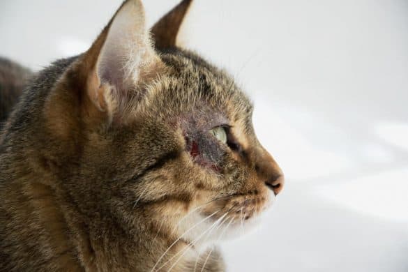 Feline Dermatitis: What It Is And How To Treat It