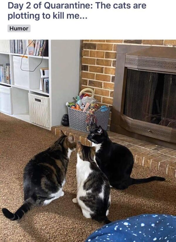The Best Quarantine Cat Memes To Hopefully Make You Smile