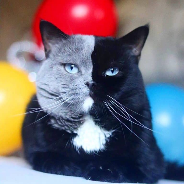 Meet Amazing Narnia: The "Double Face" British Shorthair Cat