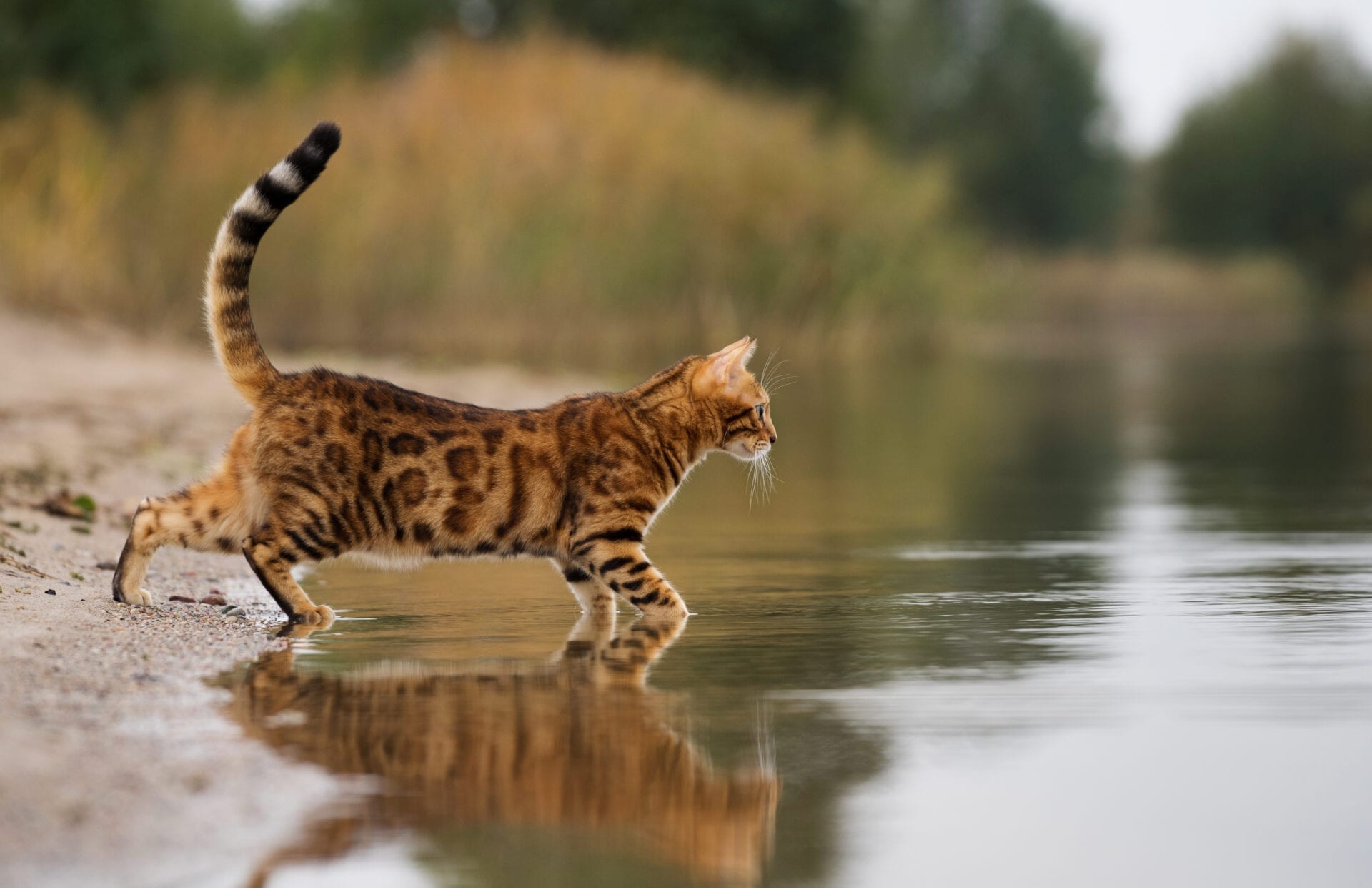 Five Cat Breeds That Love Water