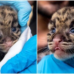 Margay: A Comprehensive Guide | Blog - Cattitude