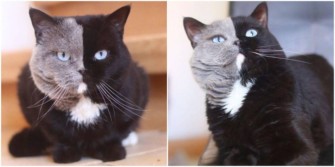 Meet Amazing Narnia: The "Double Face" British Shorthair Cat