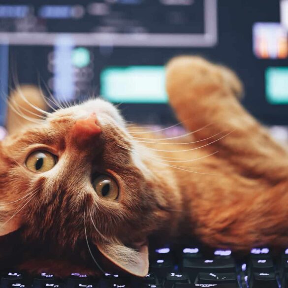 Interesting Facts About Cats | Cattitude