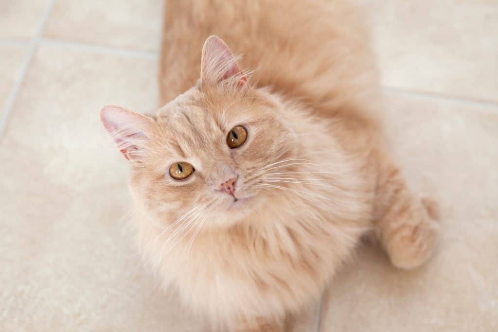 Why Do Some Cats Have Freckles On Them?