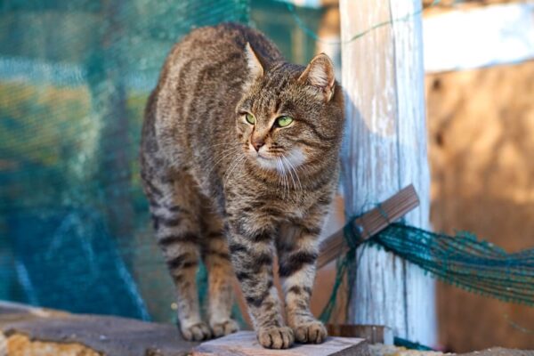 Why Do Cats Arch Their Backs?