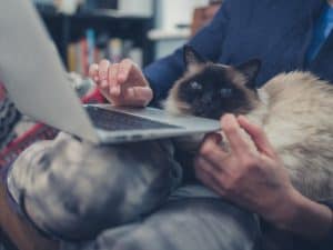 Why Do Cats Love Sitting On Laptops And Keyboards?