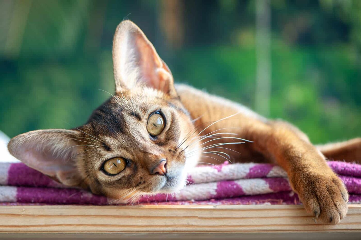 A Breakdown Of Cat Coat Patterns And Markings
