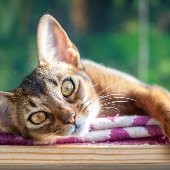 Cat Breeds Known For Their Fluffy Tails