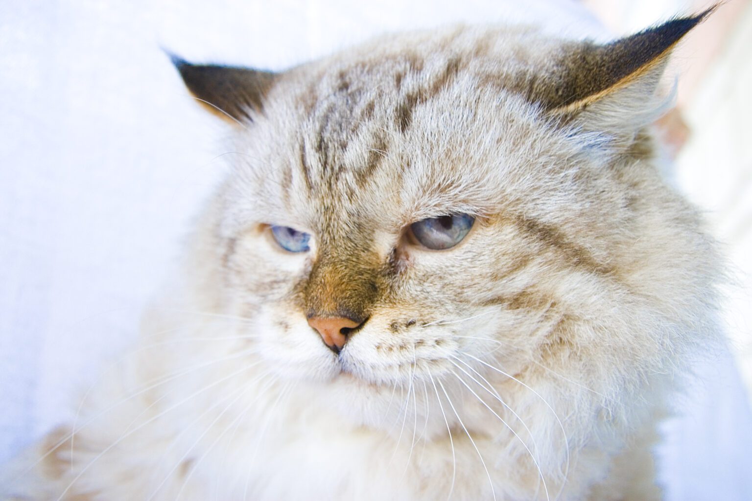 Understanding Cat Ear Language