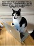 Why Do Cats Love Sitting On Laptops And Keyboards?