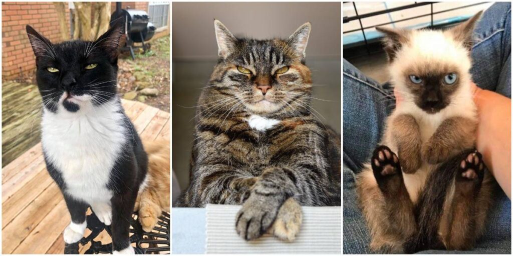 A Collections Of Cats With Ultimate Cattitude