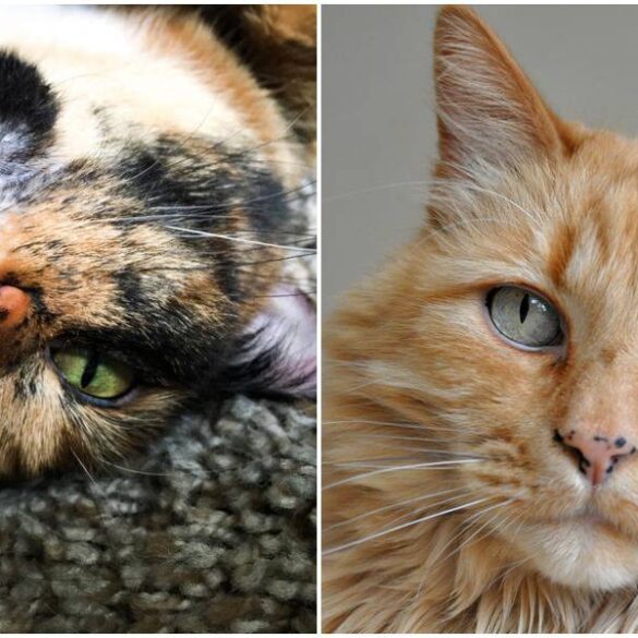 A Breakdown Of Cat Coat Patterns And Markings