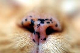 Why Do Some Cats Have Freckles On Them?