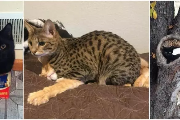 Meet Taylor Swift's Cats: Meredith Grey, Olivia Benson, & Benjamin Button
