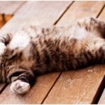 How Do Cats Choose Their Favorite People?