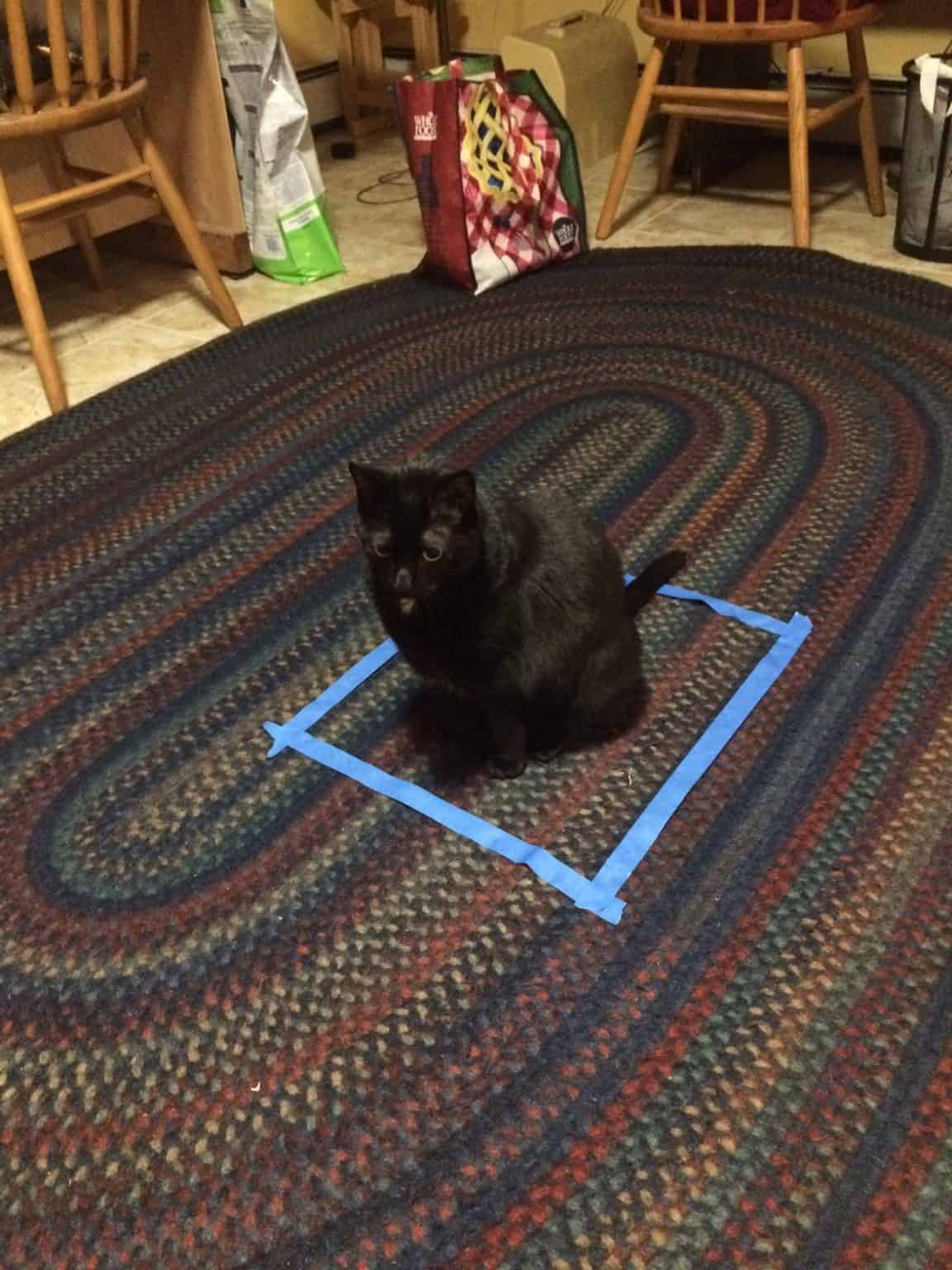 Why Are Cats Attracted To Squares?