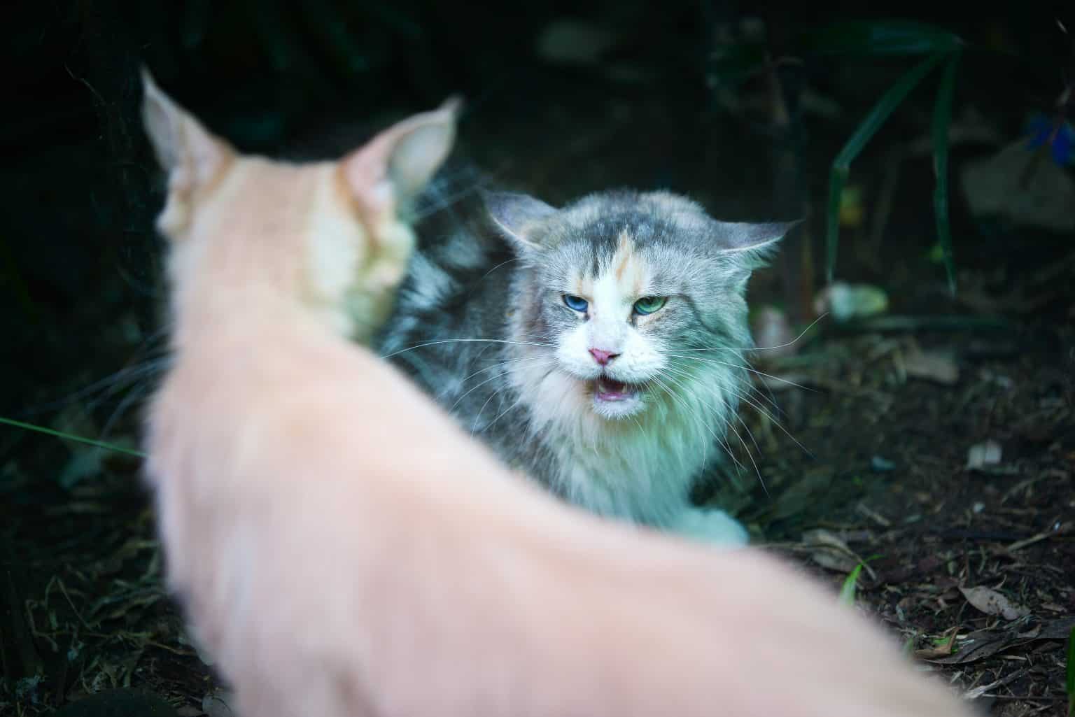 Why Do Cats Fight At Night?