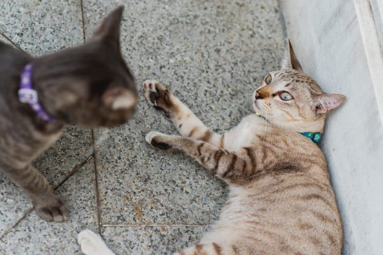 Why Is My Cat Jealous Of My Other Cat?