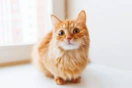 Feline 411: All About Ginger Tabby Cats
