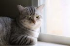 Why Is My Cat Jealous Of My Other Cat?