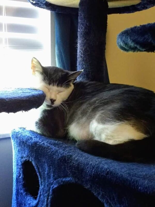 Meet Bangs: A Rescued Tuxedo Cat With Unique Markings