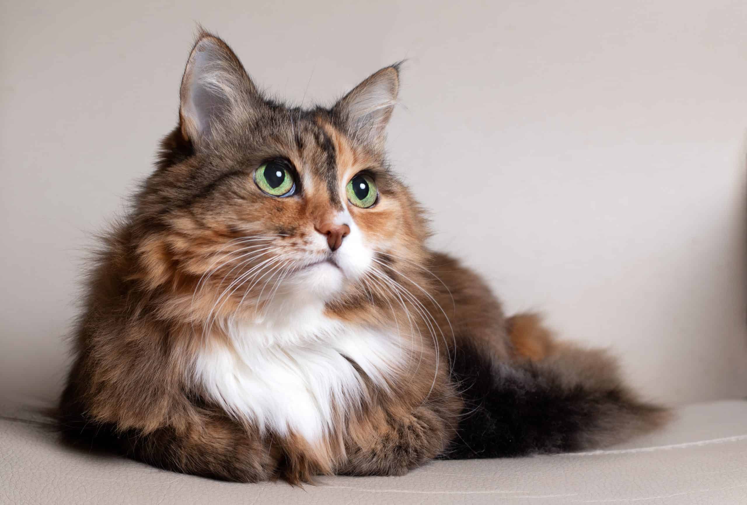 Why Do Some Cats Have Round Pupils Why Do Some Cats Have Round Pupils