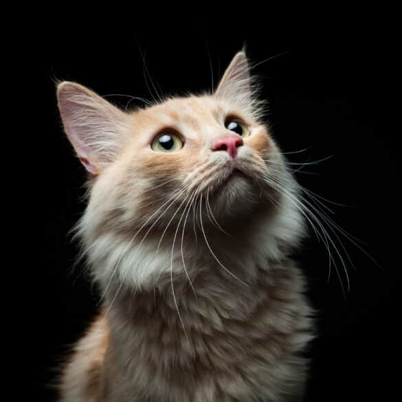 Meet Taylor Swift's Cats: Meredith Grey, Olivia Benson, & Benjamin Button