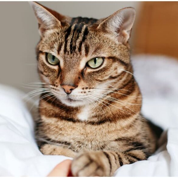 Why Are Cats Attracted To The Pspsps Sound?