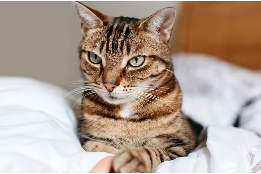 21 Cats With Totally Cool Patterns And Markings