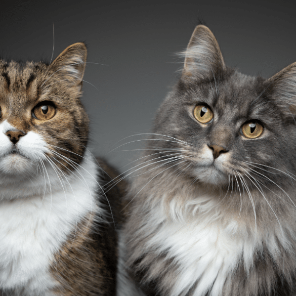 What Is A Chimera Cat?