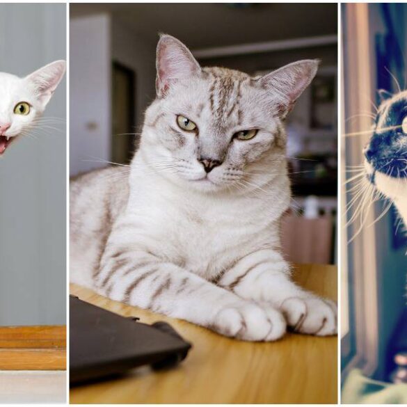 3 Southern Cats & Momma Are Here To Make You Smile