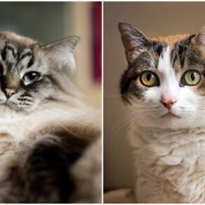 A Breakdown Of Cat Coat Patterns And Markings