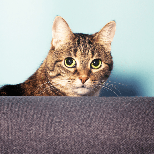 Why Are Cats Attracted To The Pspsps Sound?