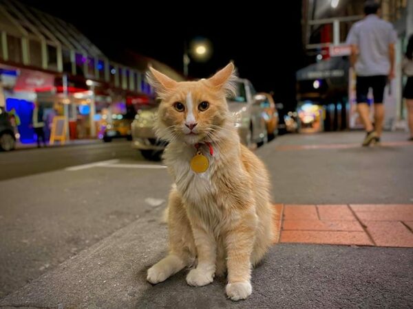 Local Cat Has His Own Facebook Group Of 50K+ Adoring Fans