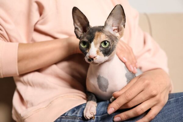 Seven Cat Breeds That Are Totally Clingy