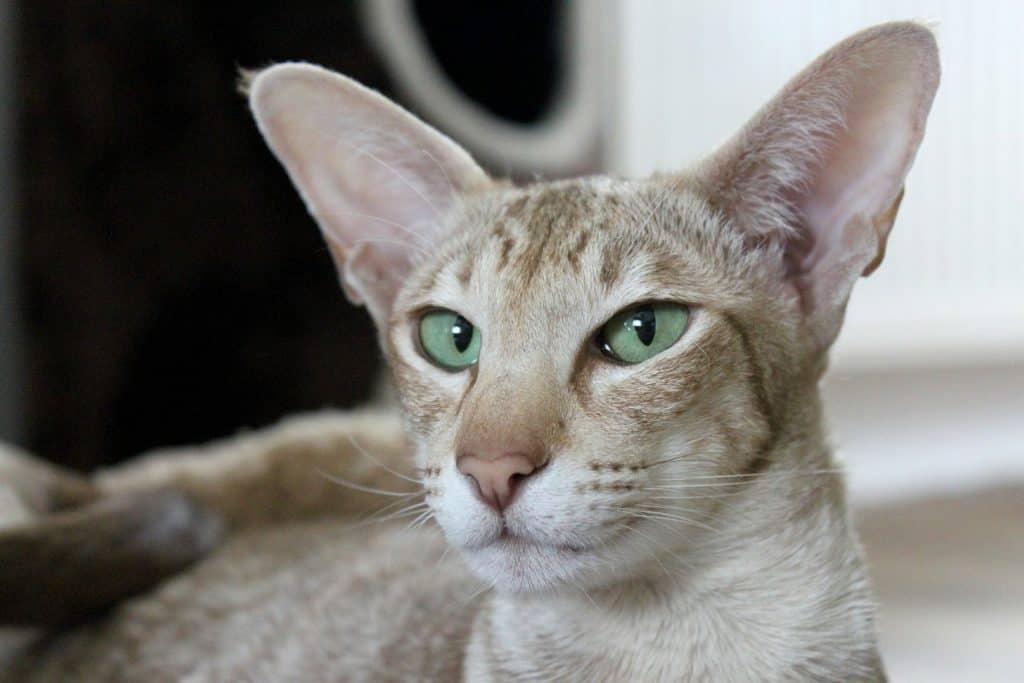 Seven Cat Breeds That Are Totally Clingy