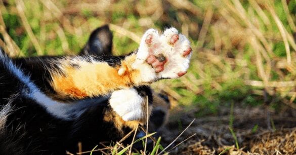 Why Do Cats Have Webbed Feet?