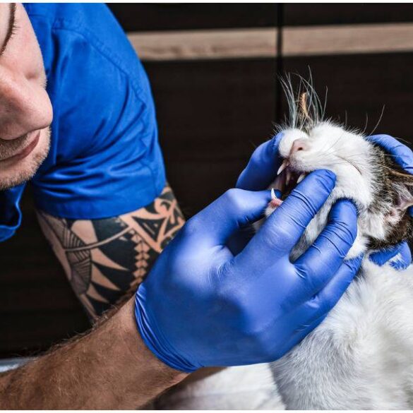 Your Cat Is Crepuscular Not Nocturnal—And Here's Why