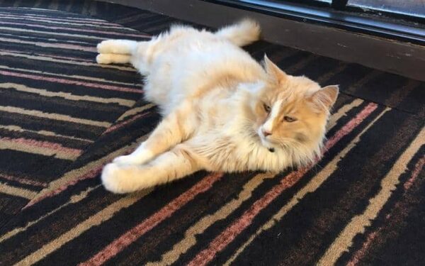 Local Cat Has His Own Facebook Group Of 50K+ Adoring Fans