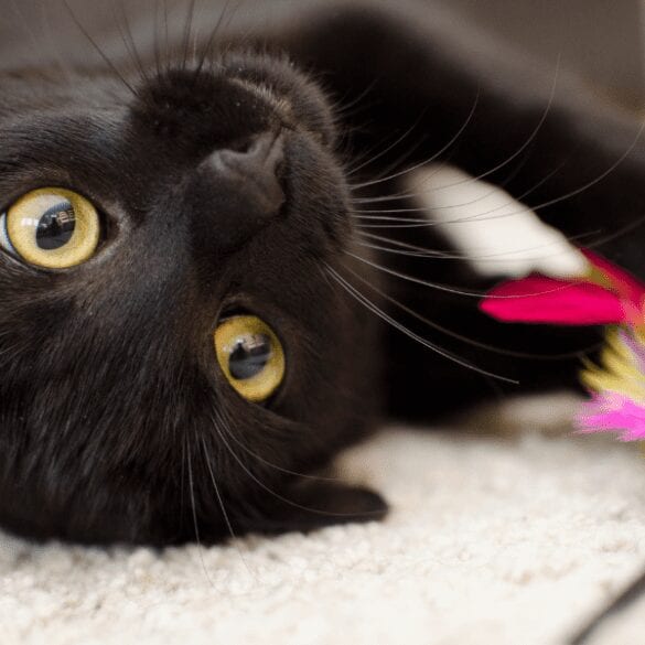 Rescued Siberian Black Cat Named Kole Is As Cool As Can Be
