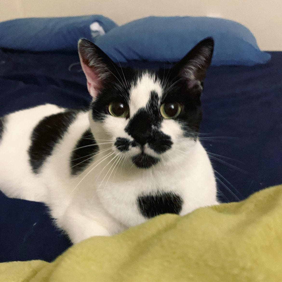 Feline 411: Black And White Cat Coat Patterns