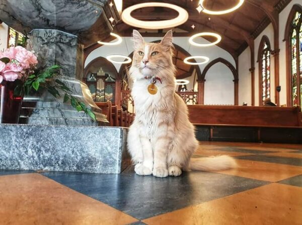 Local Cat Has His Own Facebook Group Of 50K+ Adoring Fans