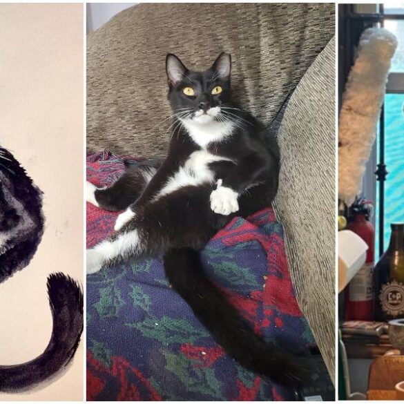Collection Of Purrfectly Hilarious Cat Memes