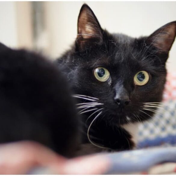 Your Cat Is Crepuscular Not Nocturnal—And Here's Why
