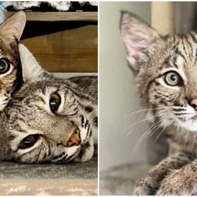 Can Cats Cry Tears When They're Sad Like Humans?