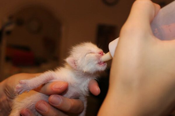 What To Do (And Not Do) When You Find A Stray Kitten
