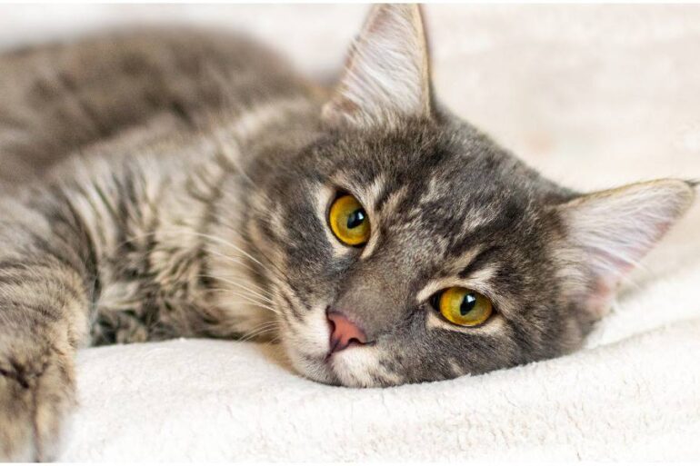 Sand Cat: Full Breed Guide | Blog - Cattitude