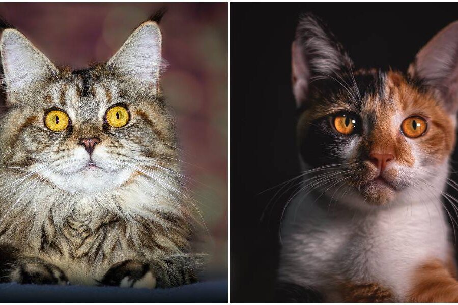 Feline 411: All About Maine Coon Cats